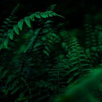 Salt & Fern – A place where all things are possible and none are necessary